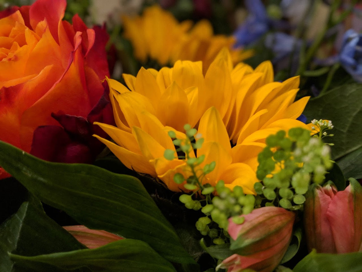 Featured – Queens Park Flowers